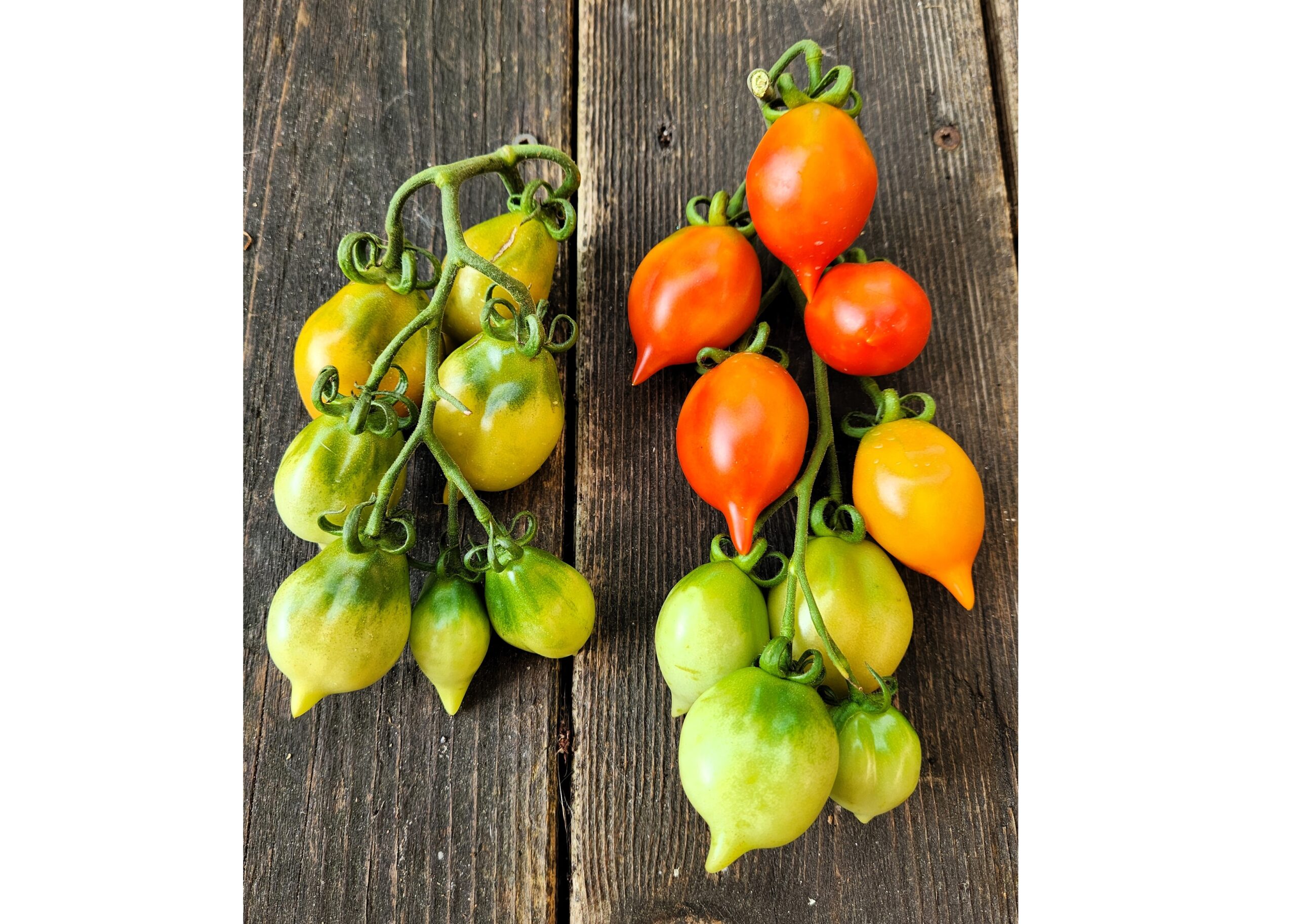 Mt. Vesuvius (Piennolo Del Vesuvio Rosso) tomato - Happy Tomato