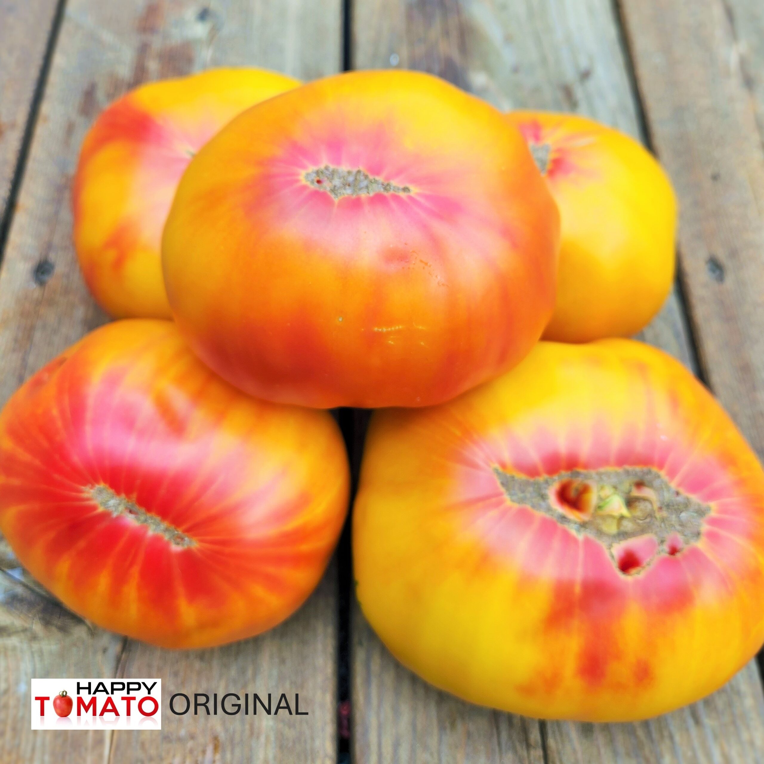 Tuxhorn's Red and Yellow tomato - Happy Tomato