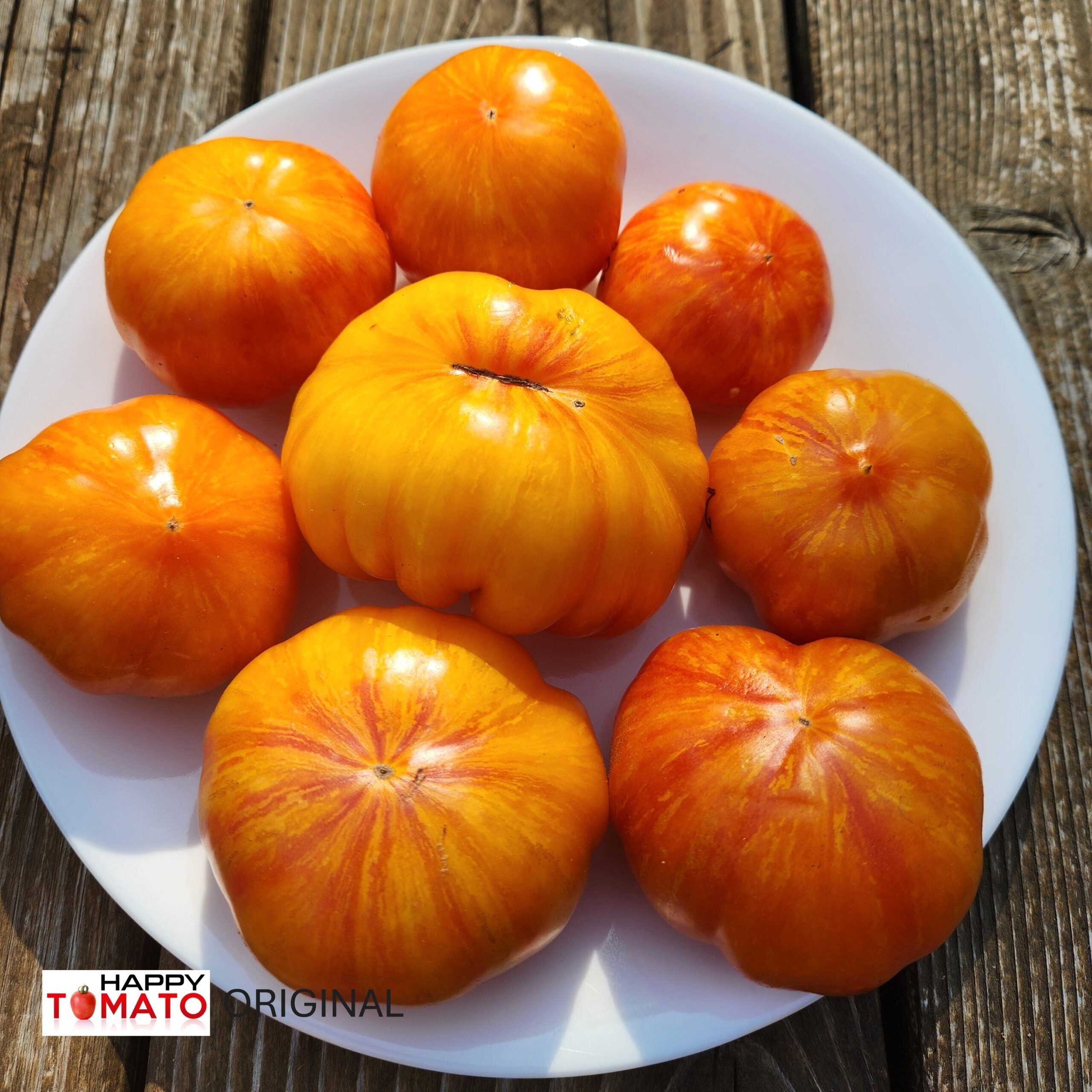 Dwarf Dean's Haley's Rainbow tomato (variegated leaves) - Happy Tomato