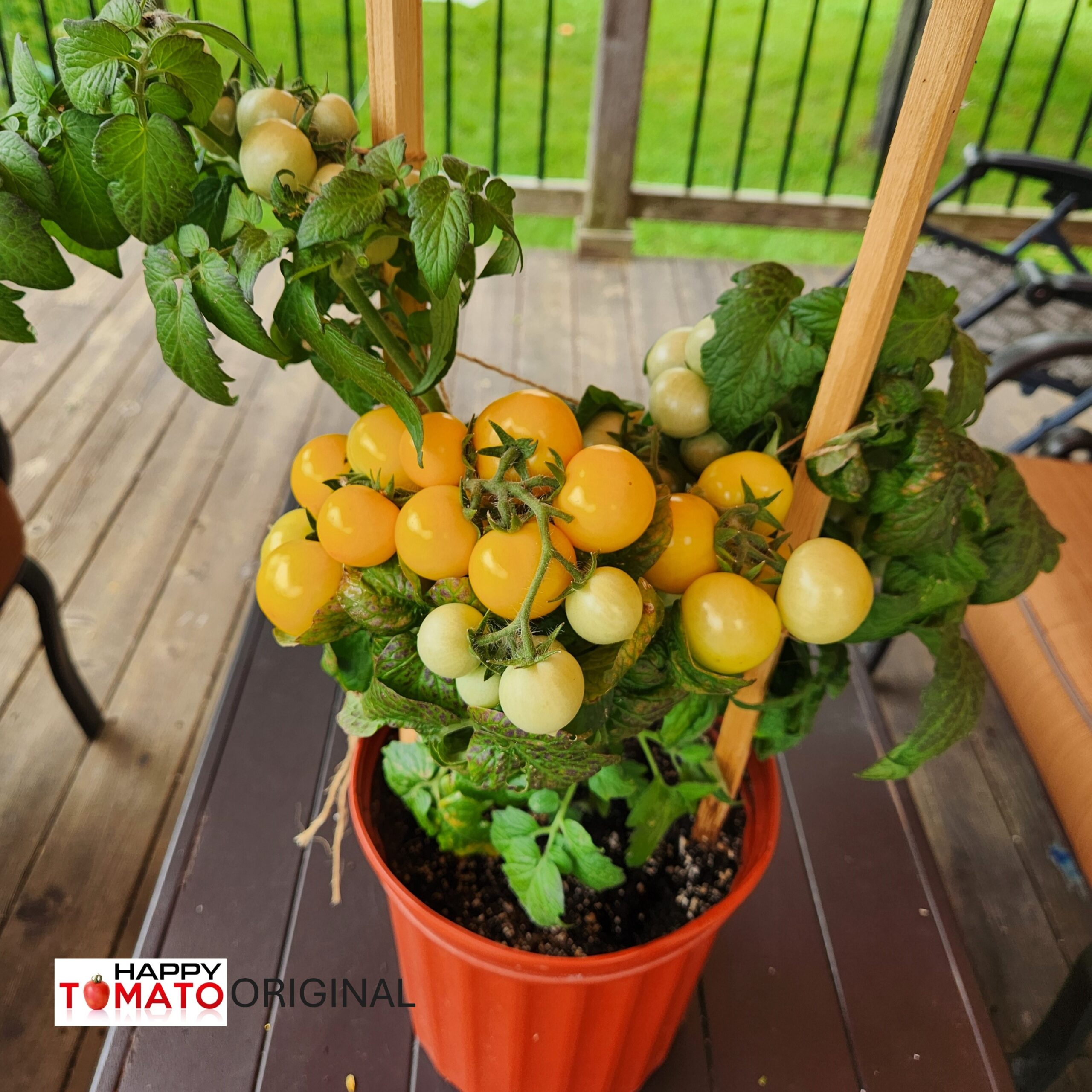 Coin (Monetka) tomato - Happy Tomato