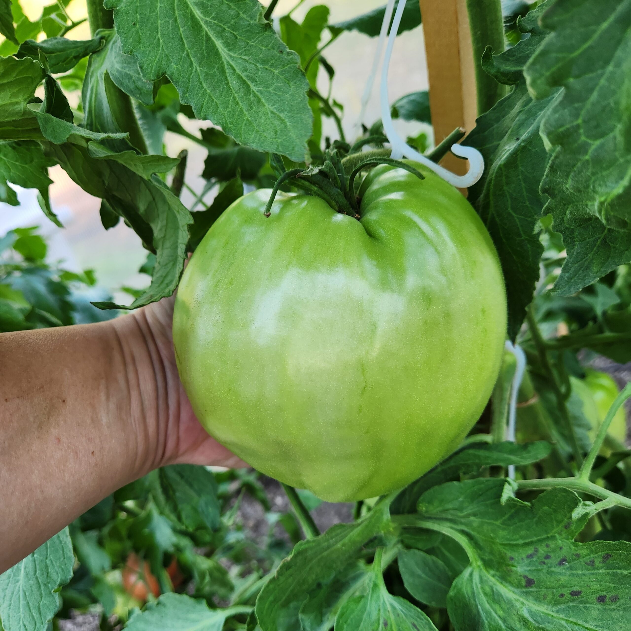 Spadone Gigante tomato - Happy Tomato