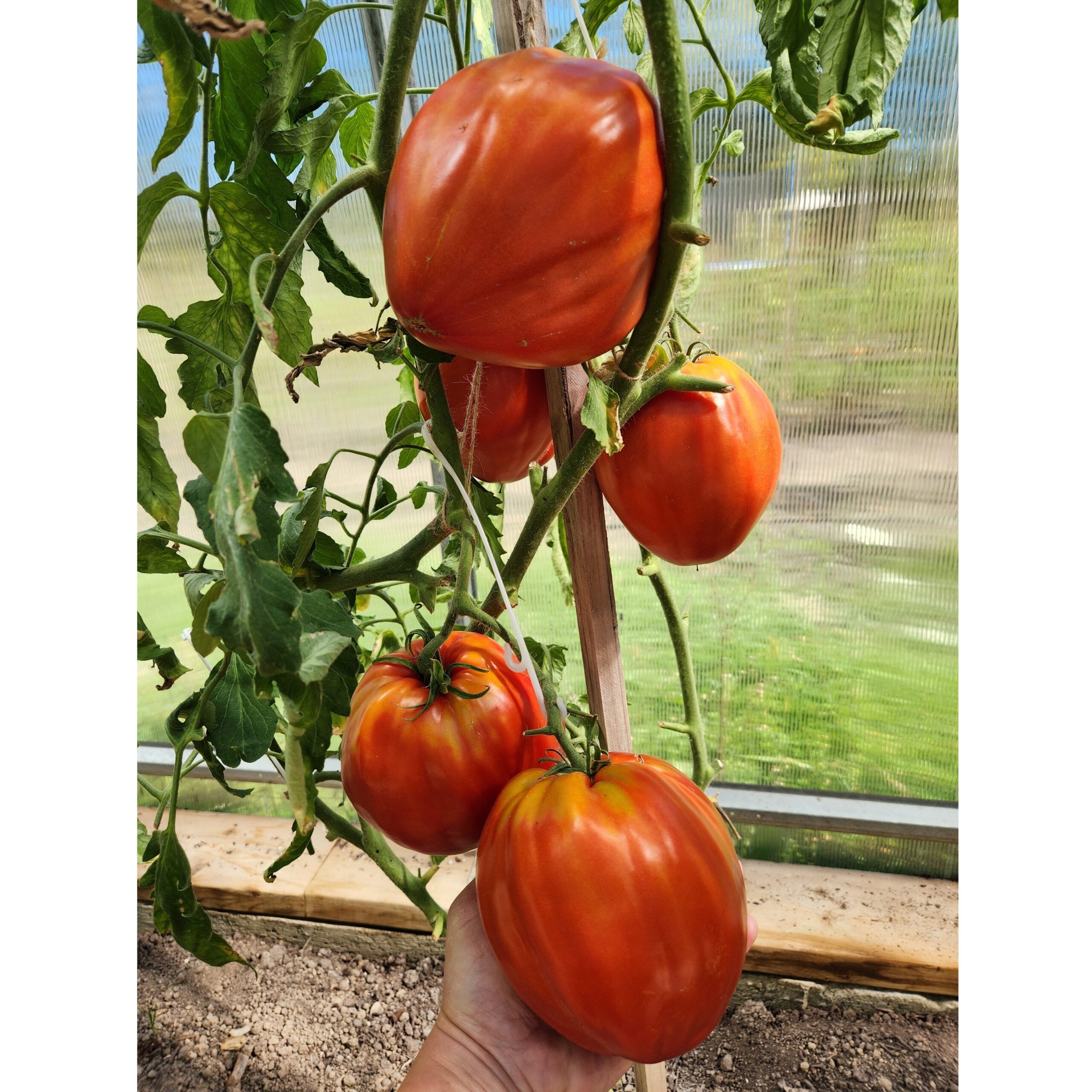 Spadone Gigante tomato - Happy Tomato